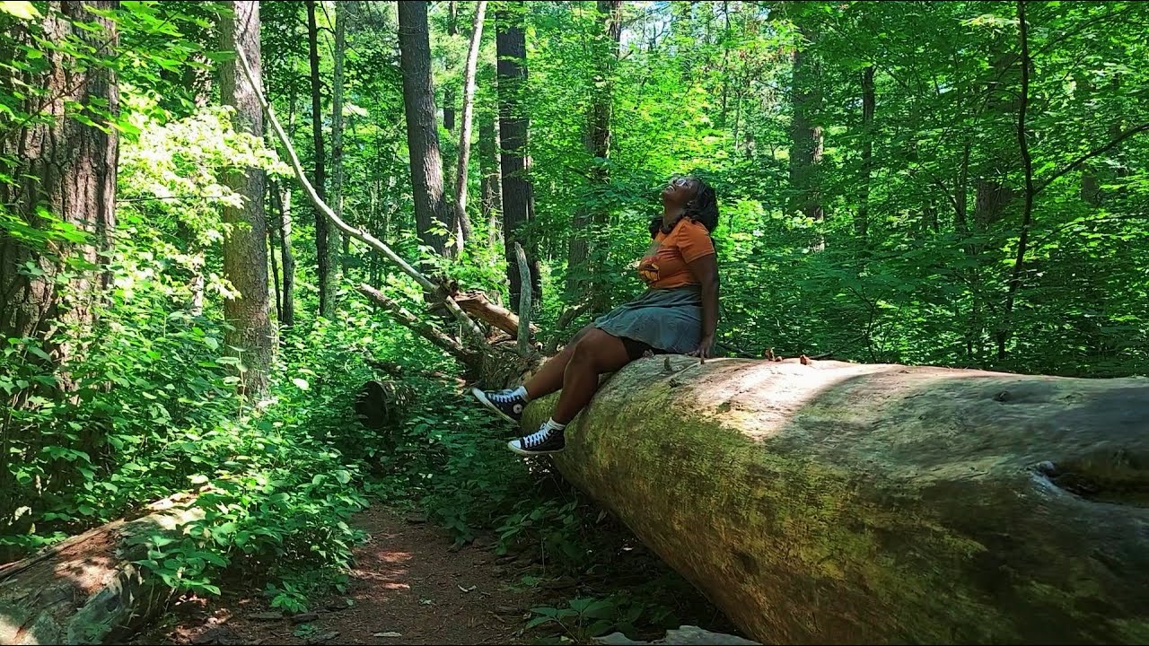 Lets go Hug Trees 🌳 Hiking Minnesota's Lost 40 Forest - YouTube