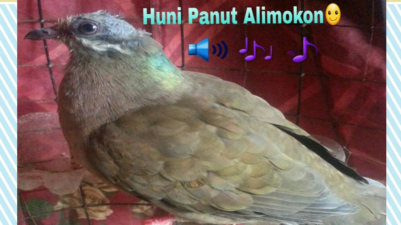 Huni Alimokon/Panut - YouTube