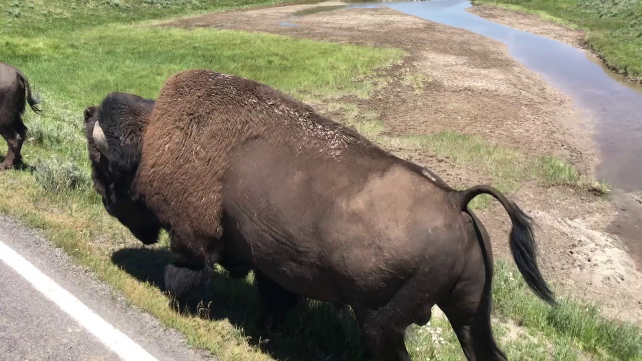 Bison Pooping - YouTube