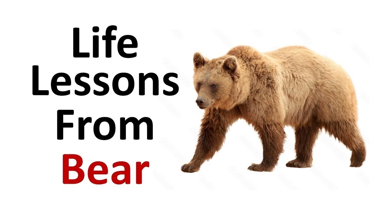 What does a bear tell you? Life lesson from bear | Wisdom of bear | Lead International - YouTube