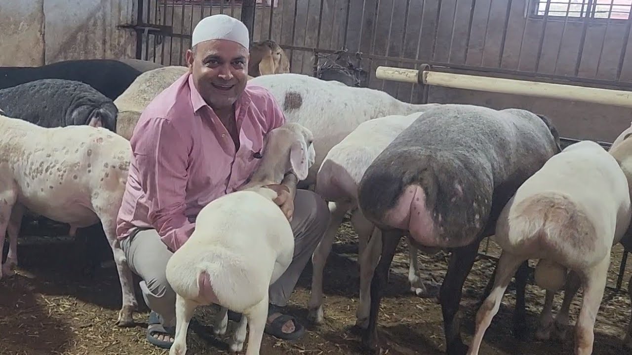 Dumba Breeding Setup Ke Results | Benefits Of Dumba Farming | Lalu Seth ...