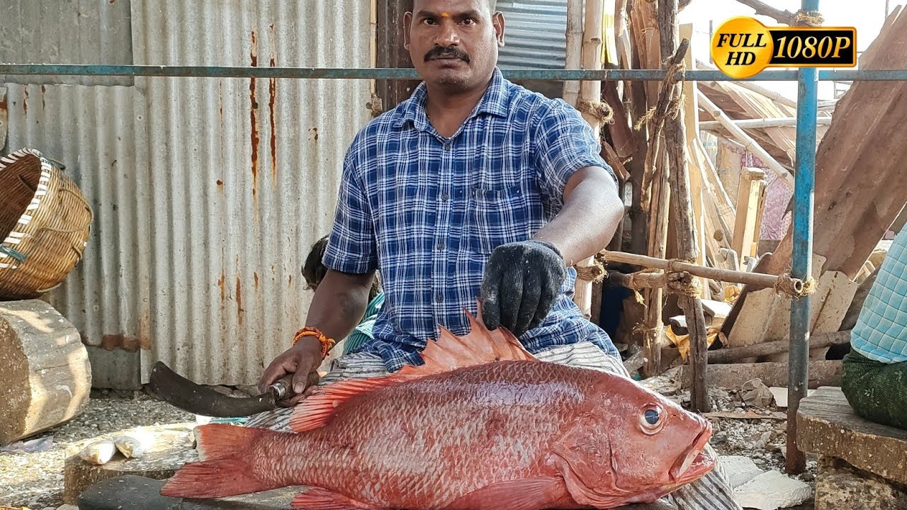 10 kg RED SNAPPER Fish Cutting || In ( 1080p60) video subscribe for ...
