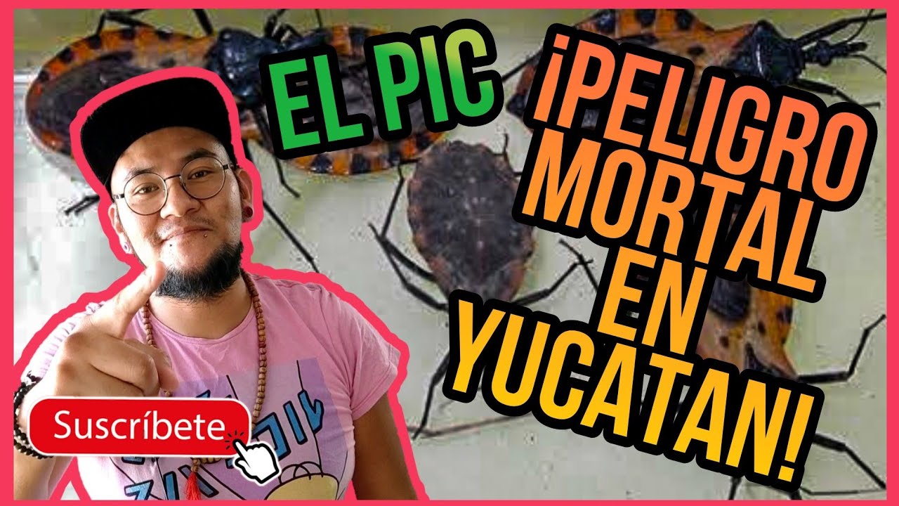 El Pic ¡Peligro en Mérida y todo Yucatán! | Hay que tener mucha ...