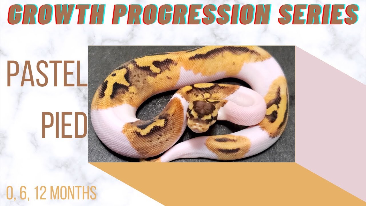 Pastel Pied Ball Python Baby to Sub-Adult Size Growth-Growth ...