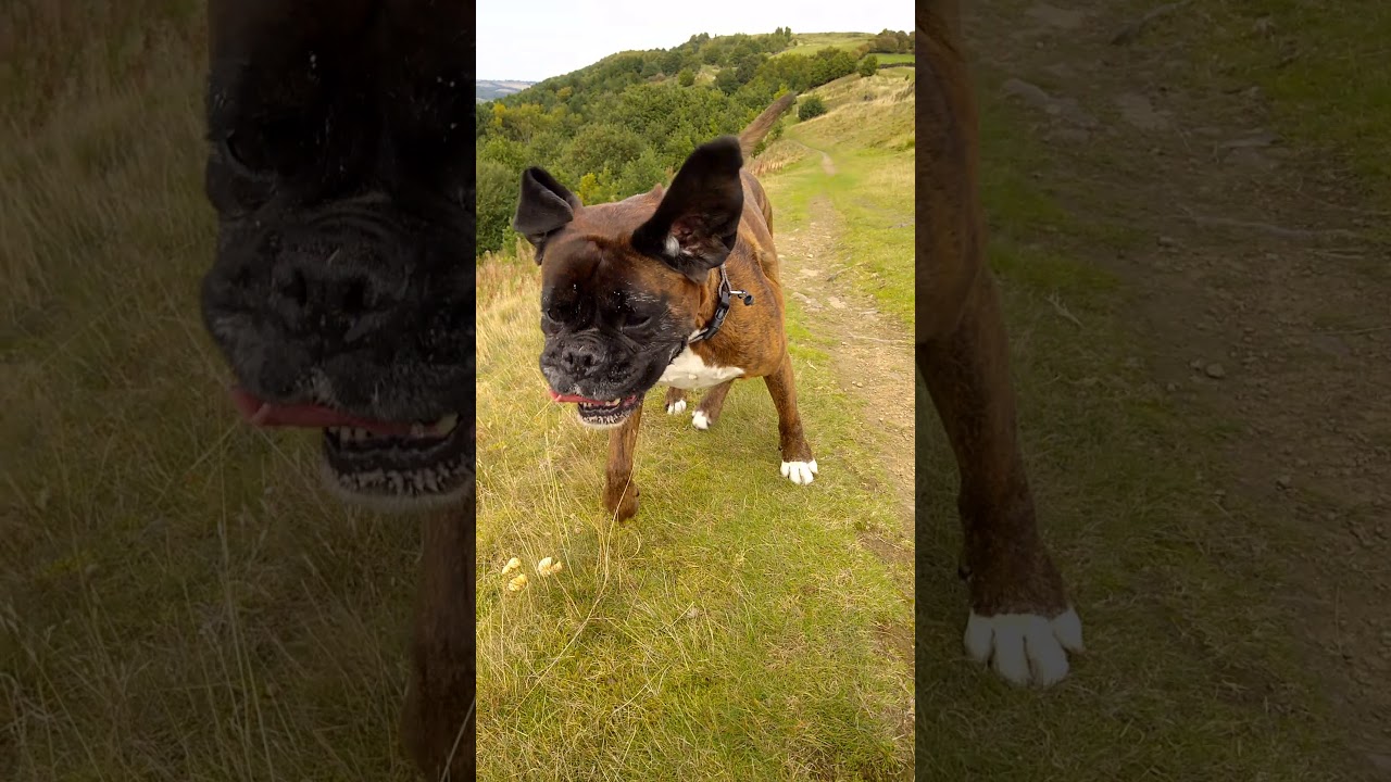 Boxer dog with itchy butt - YouTube