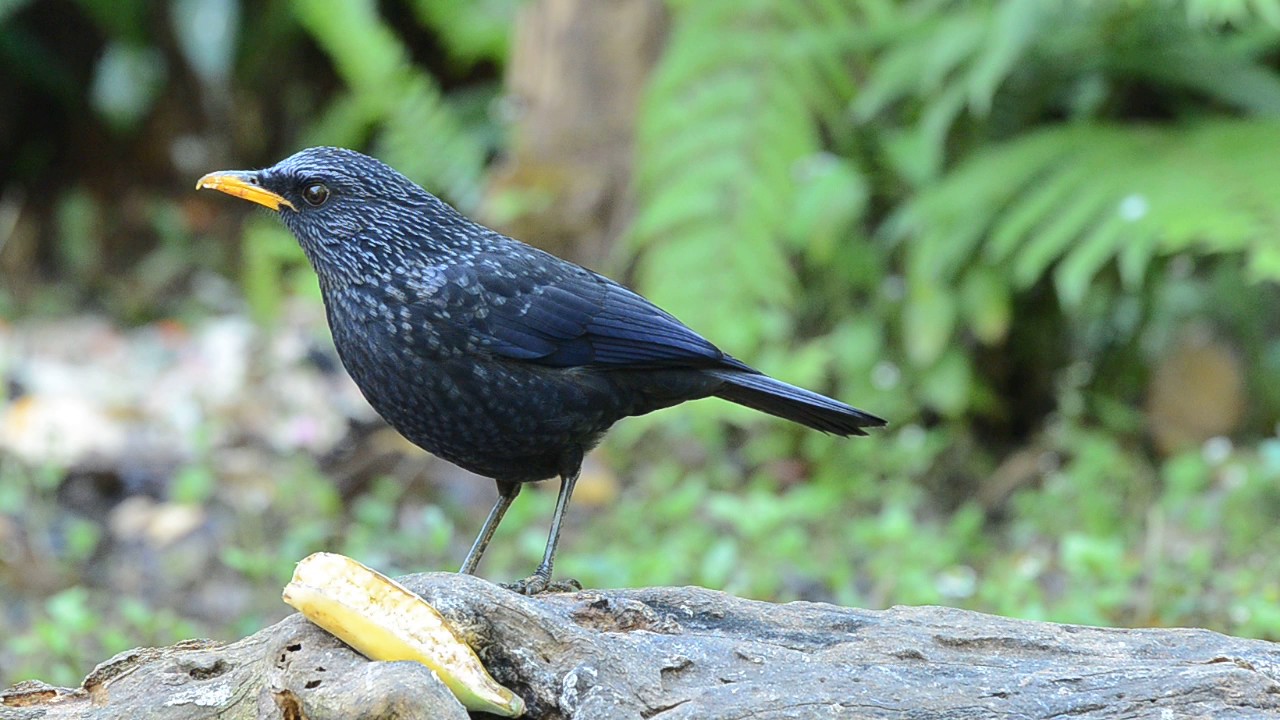 Blue Whistling Thrush · Myophonus caeruleus - YouTube