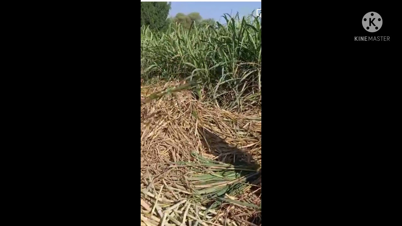 #CRUSHING SEASON OF SuGAR CANE# - YouTube