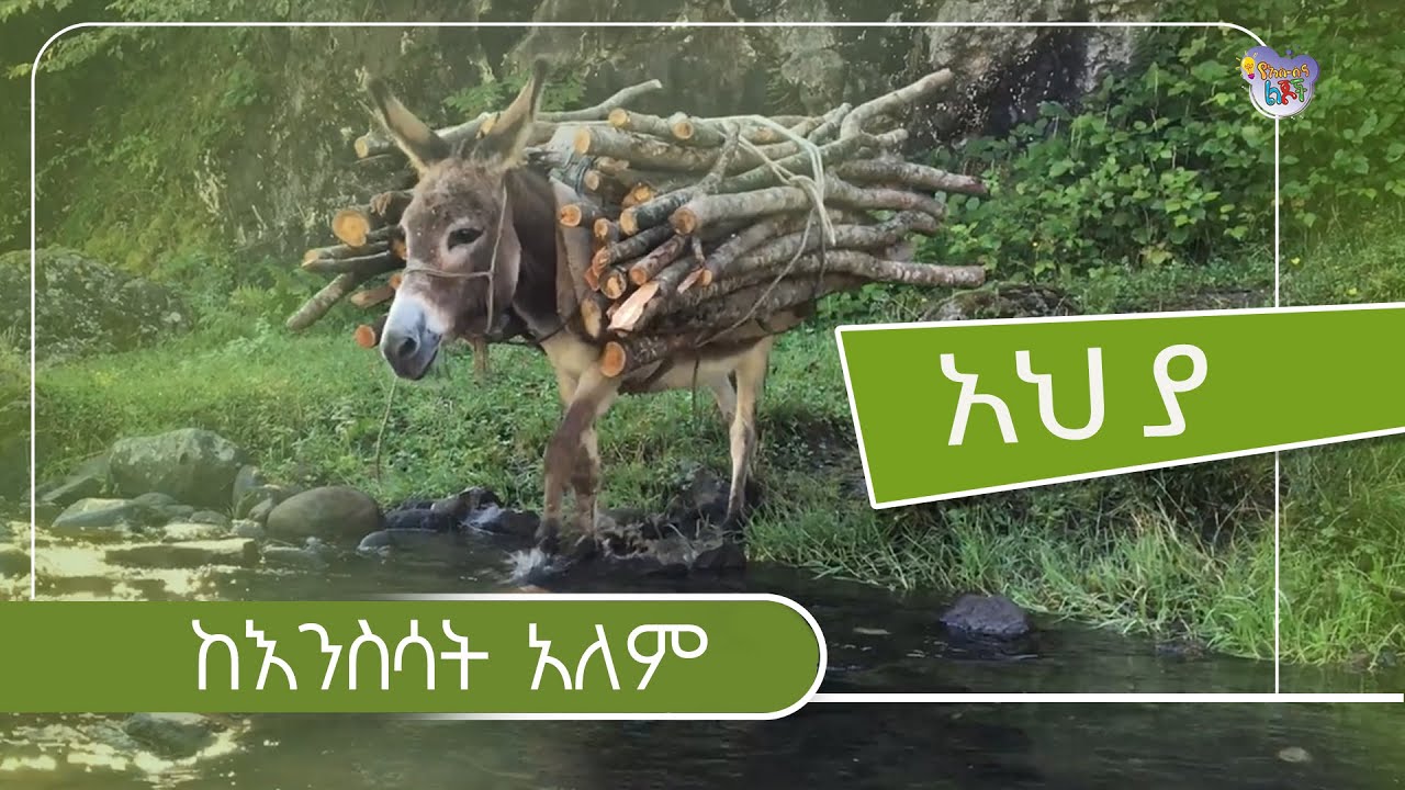 አህያ | ከእንሣት አለም - Animal Life || As-Sunnah Kids የአስሱና ልጆች - YouTube