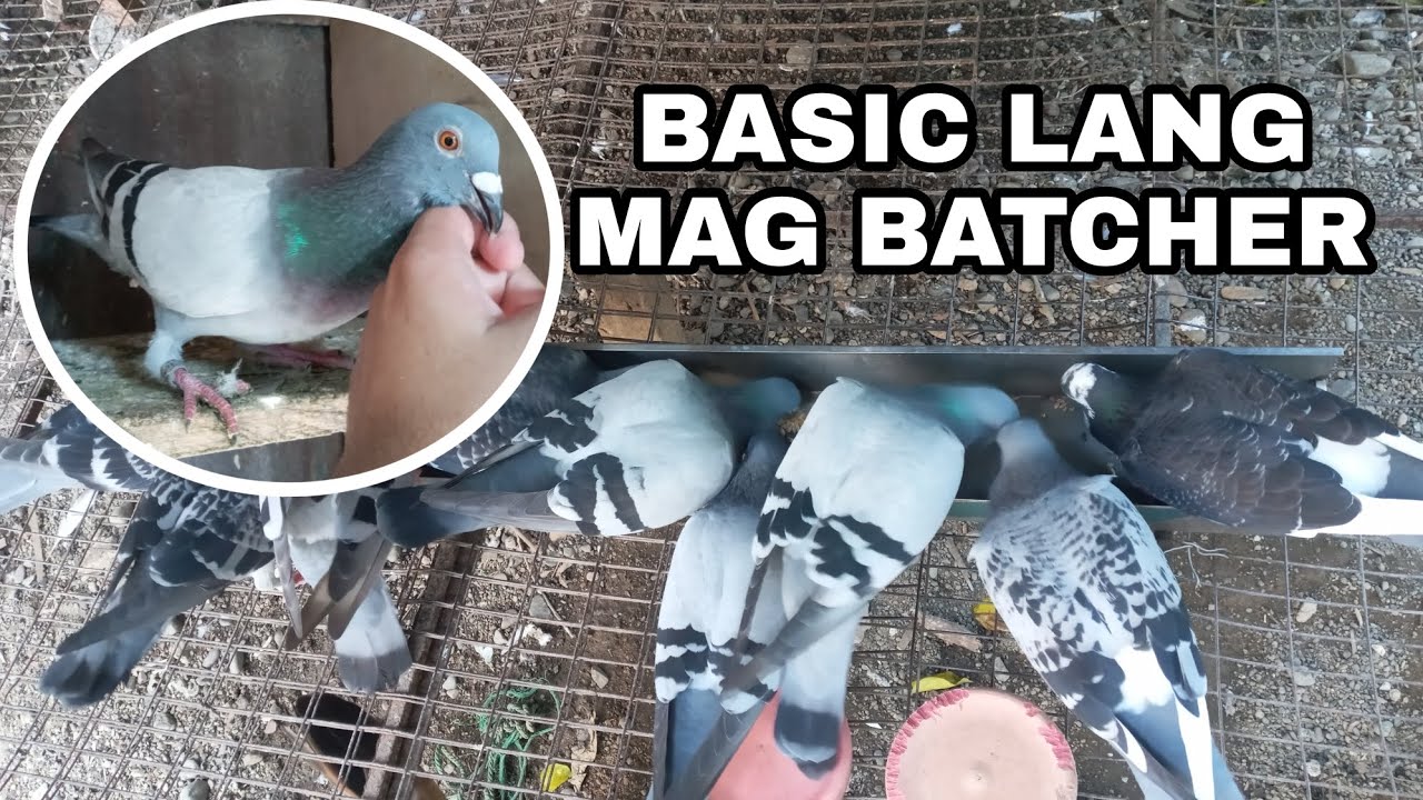 TIPS PARA BATCHER AGAD KALAPATI MO | MABILIS NA PAGSANAY SA YOUNG BIRD ...