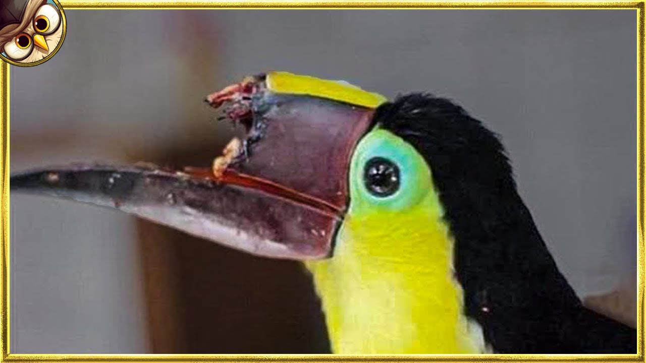 20 Animals Who Got A Second Chance at Life - YouTube