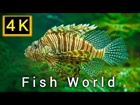 Real 4k Ultra HD Fish World 2160p 60fps with soothing background music ...