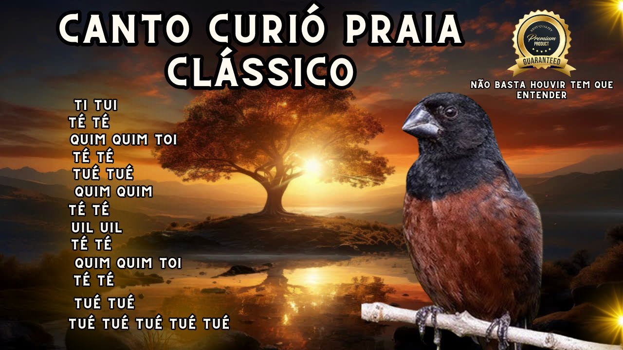 Canto Curió Praia Clássico Para Encarte De Filhotes Youtube