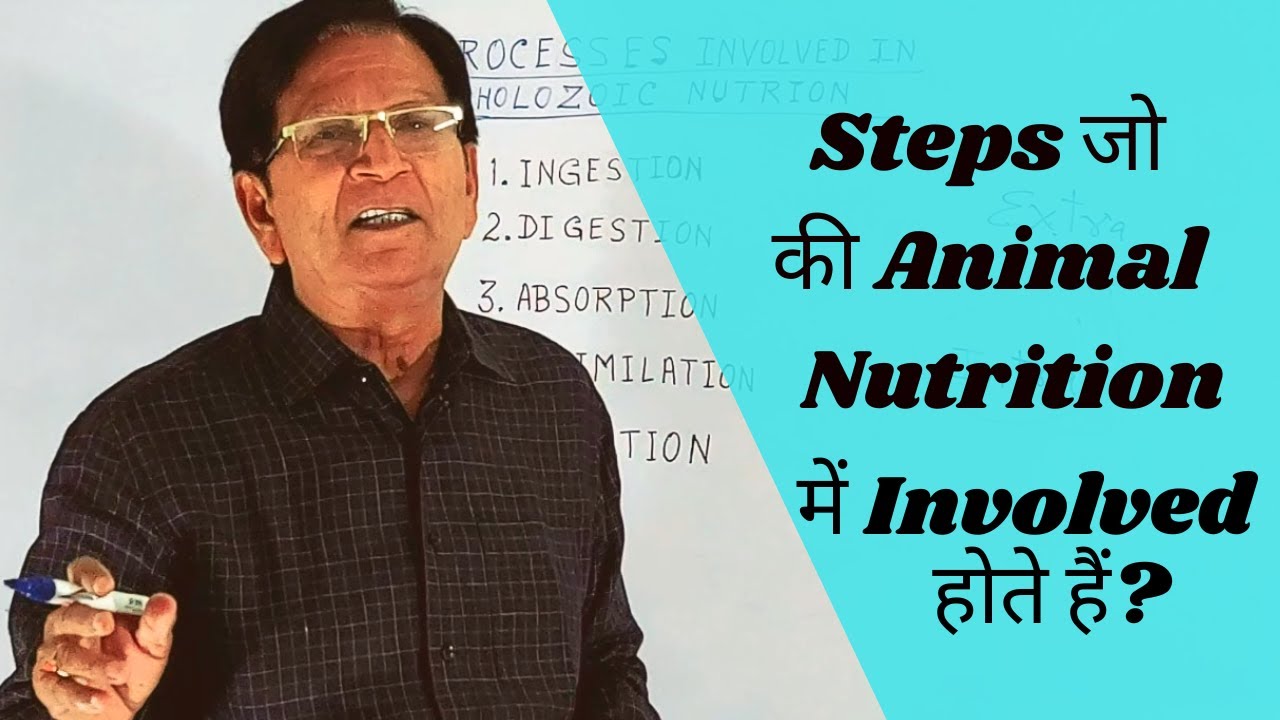 The Steps Involved In Animal Nutrition Grade 10 Biology YouTube the-steps-involved-in-animal-nutrition-grade-10-biology-youtube