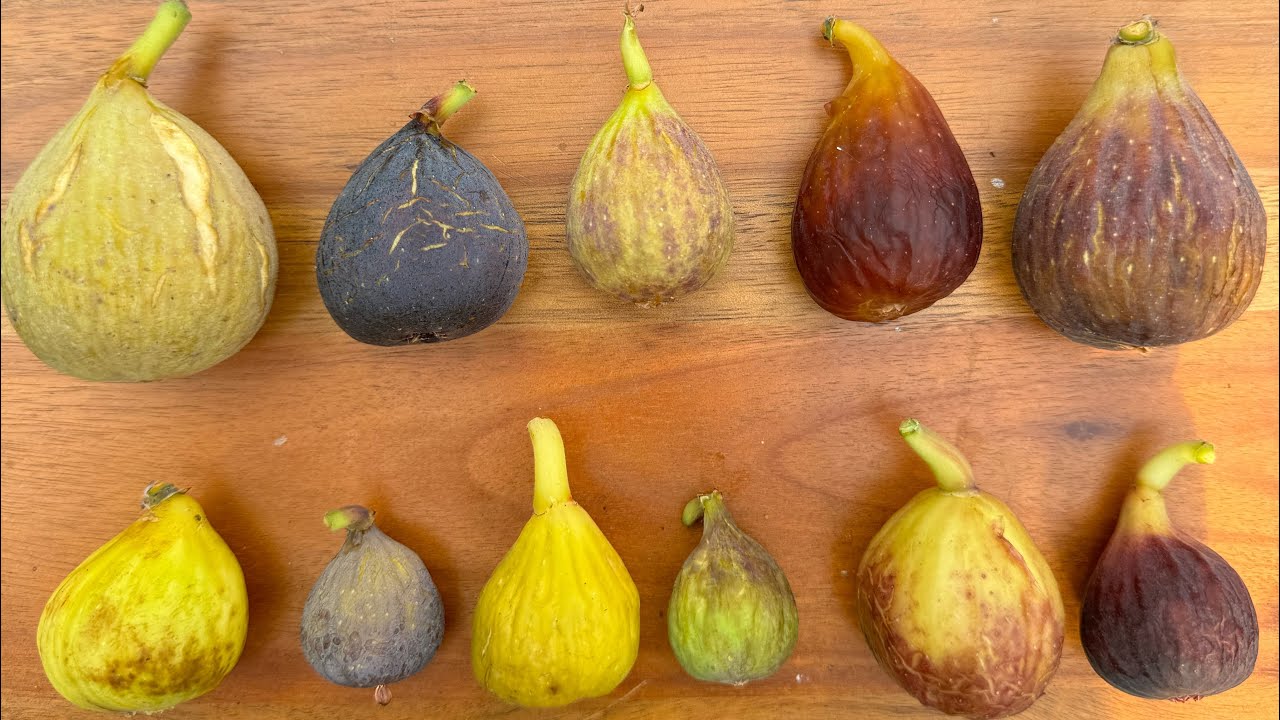 Fig tasting #5- 11 different cultivars - YouTube