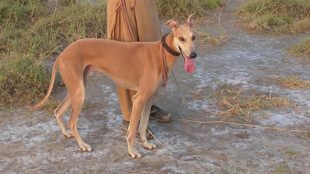 red fawn dog in Punjab - YouTube