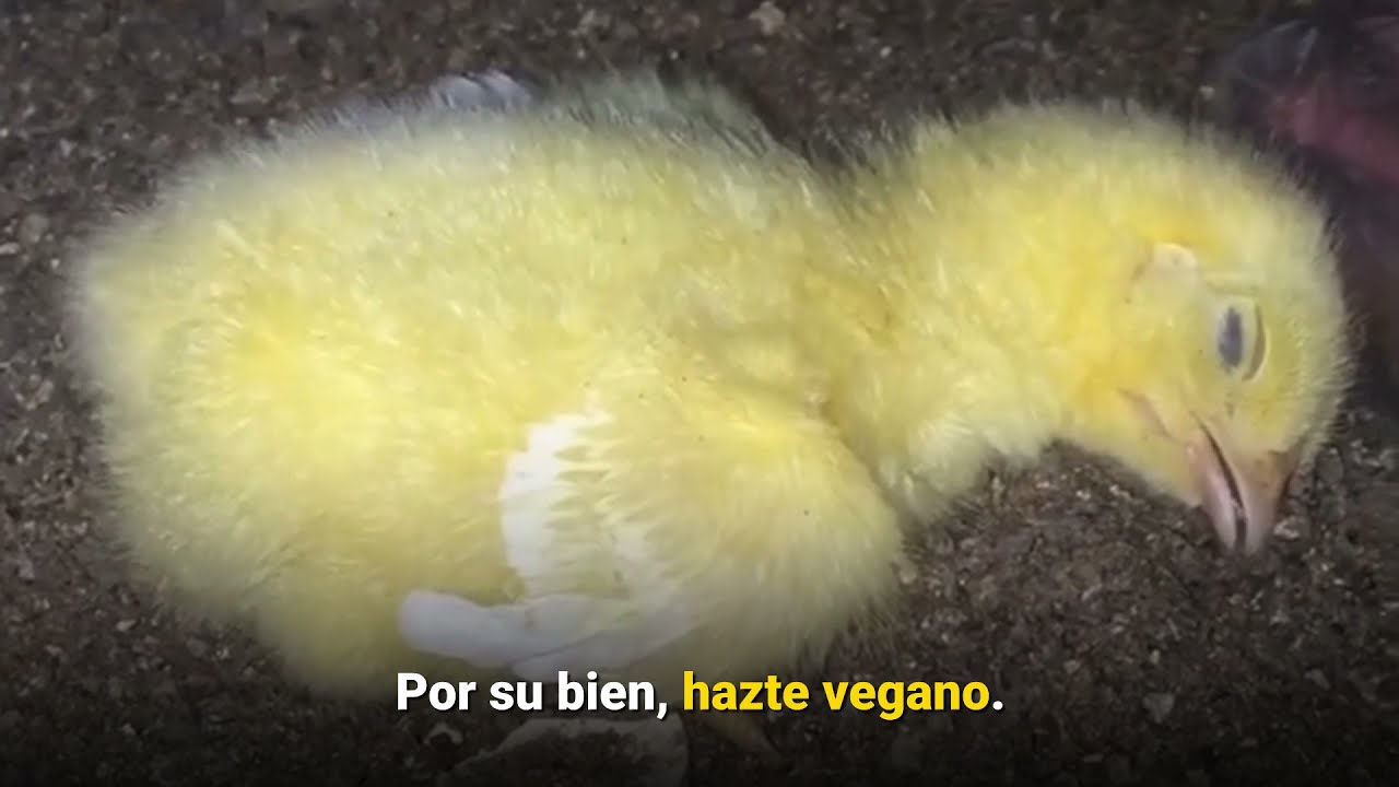 Video de testigo muestra los cadáveres de pollitos bebé - YouTube