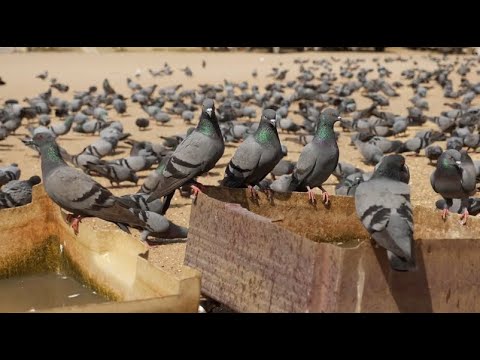 Pigeon History and Abilities! - YouTube