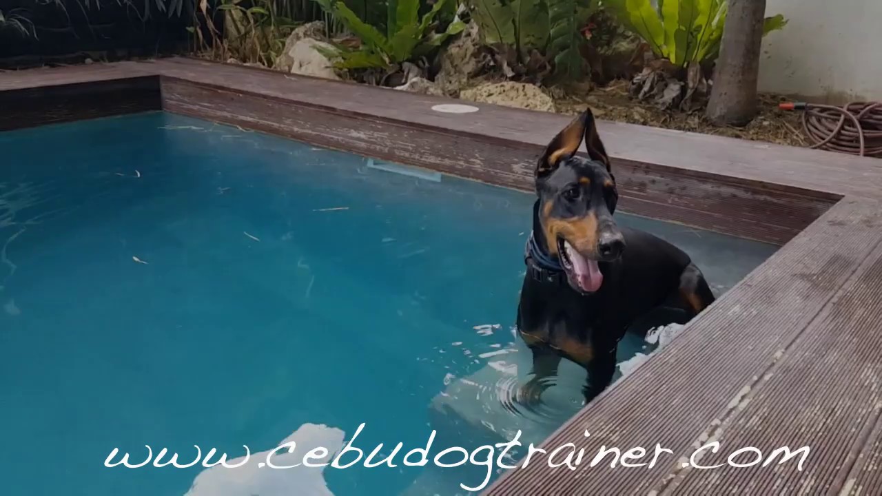 70 pound Doberman aggressive to bikers. Amazing results after | Dog ...