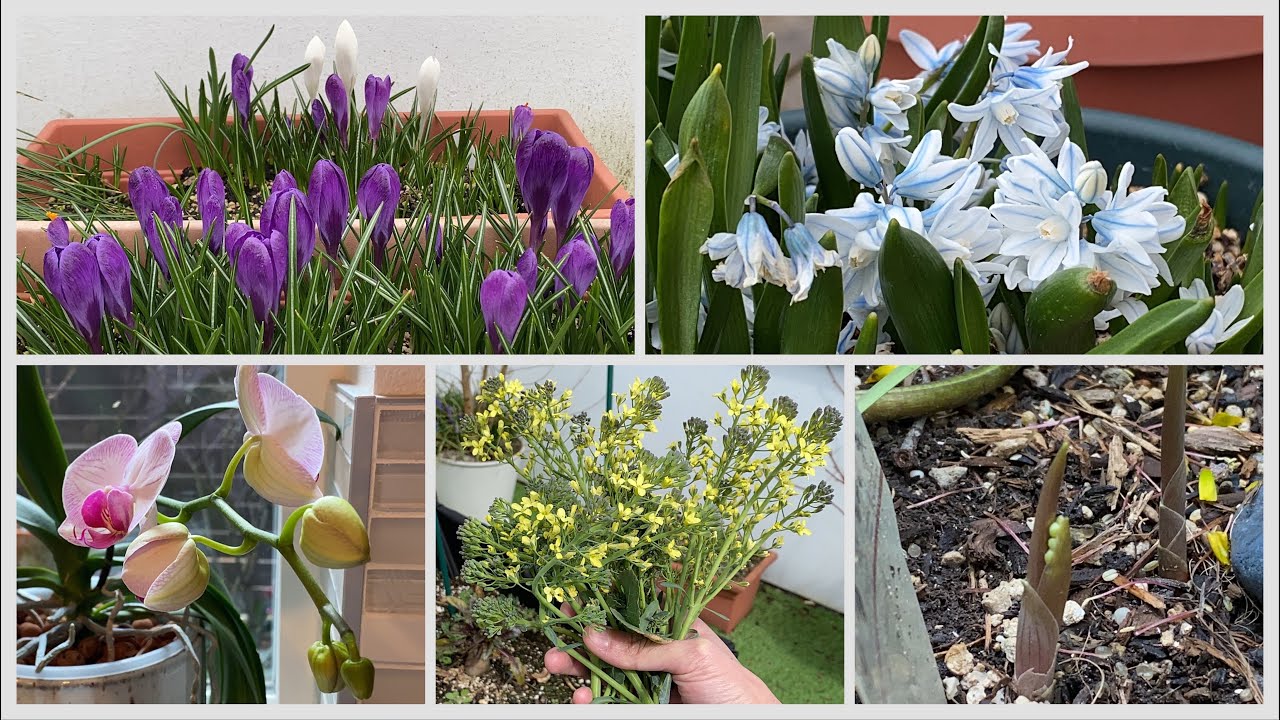 Garden Update (Mar 26) - spring is here: new growth and flowers - YouTube