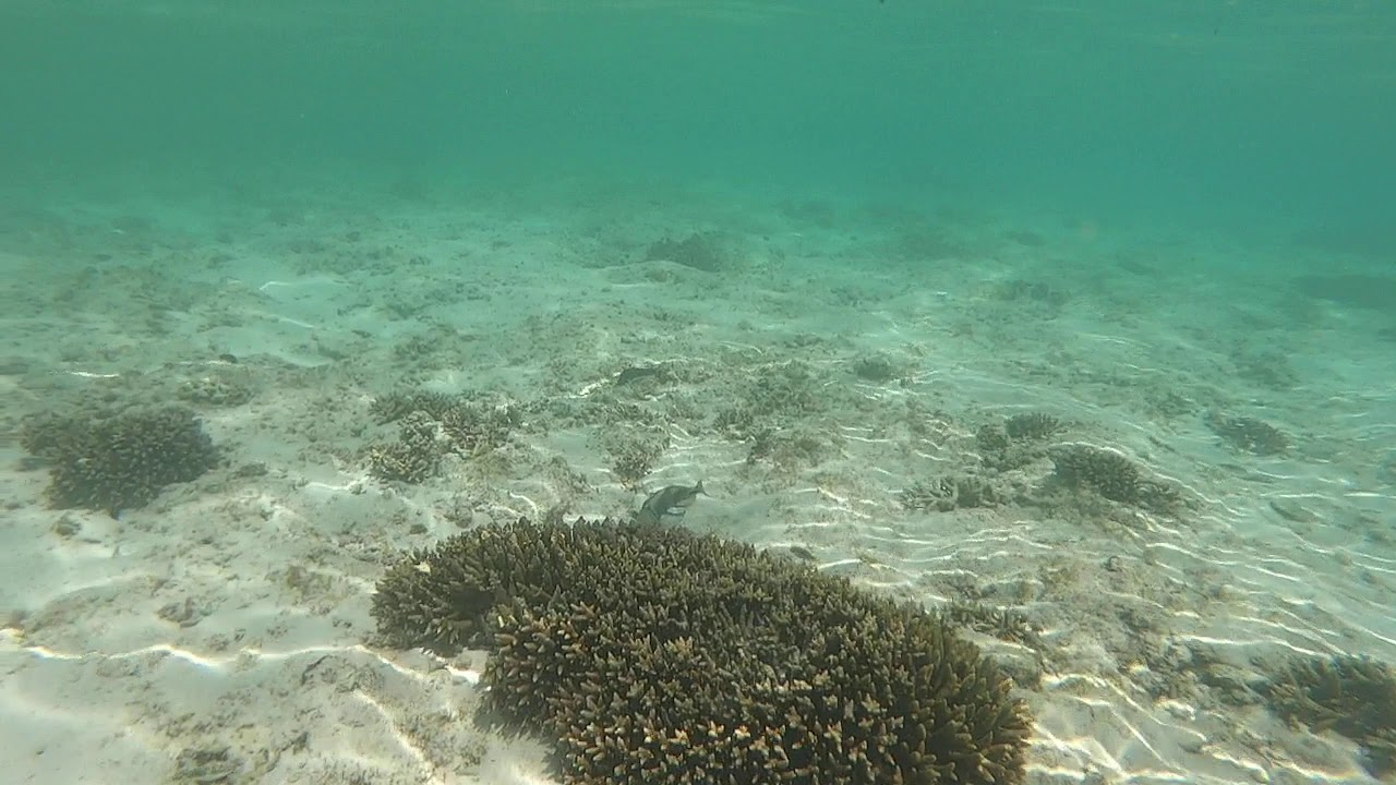 Curious fish - YouTube