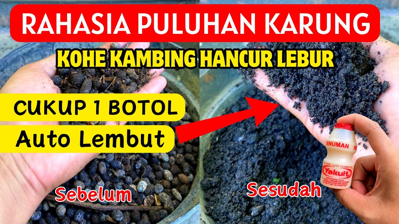 Rahasia Puluhan Karung Kohe Kambing Hancur Lebur dengan Cepat. Cara ...