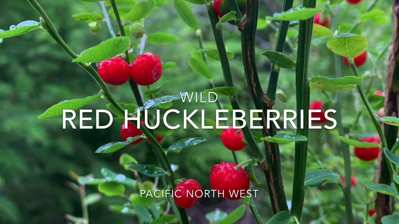 Wild Red Huckleberries - YouTube