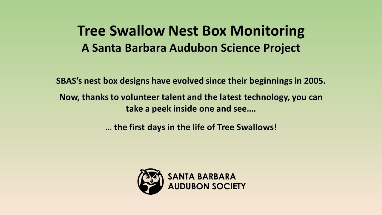 Tree Swallow Nest Box Monitoring - YouTube