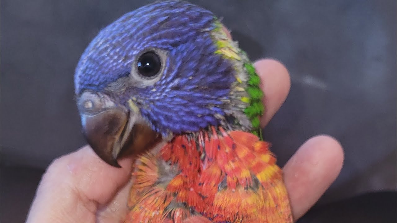 Práctica la llamada con tu LORO desde bebé. Enseñar a tu loro a venir🦜 ...