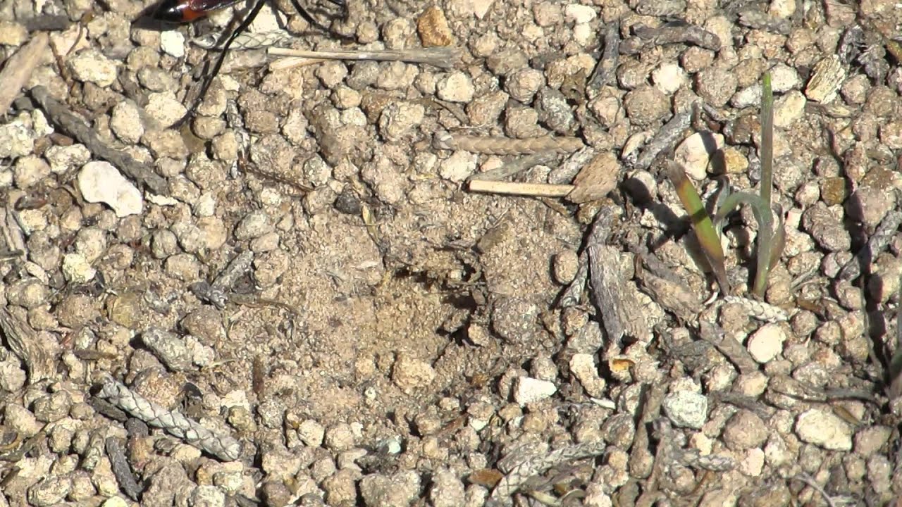 Insect digging in an ant hill - YouTube