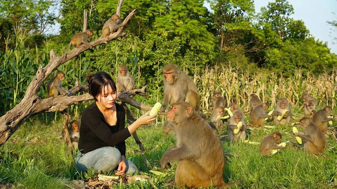 72 Hours Hunting Monkeys on the Farm While Harvesting 1000+ Fresh Corn ...