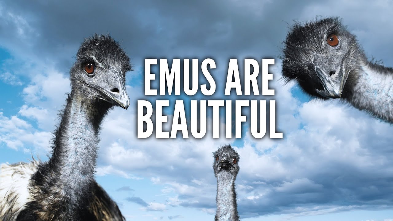 Emus are Beautiful ♪ - YouTube