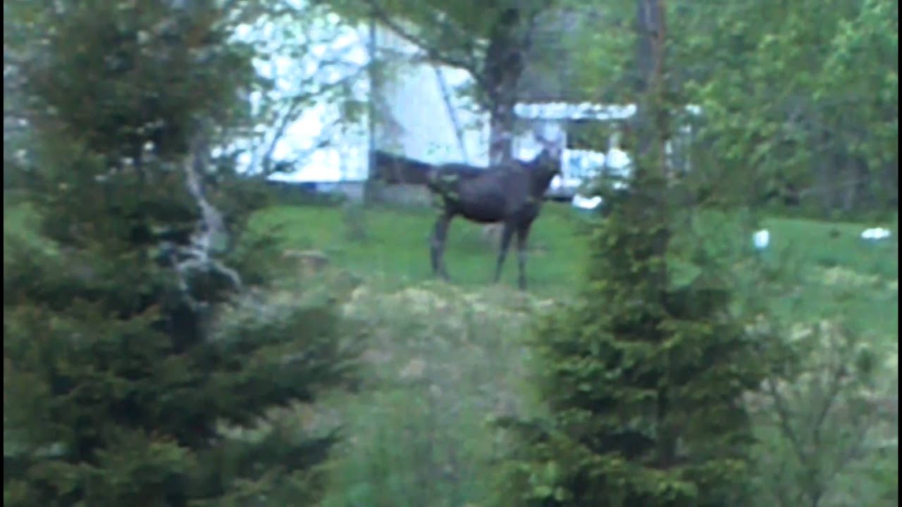 Moose Mating Call? - YouTube
