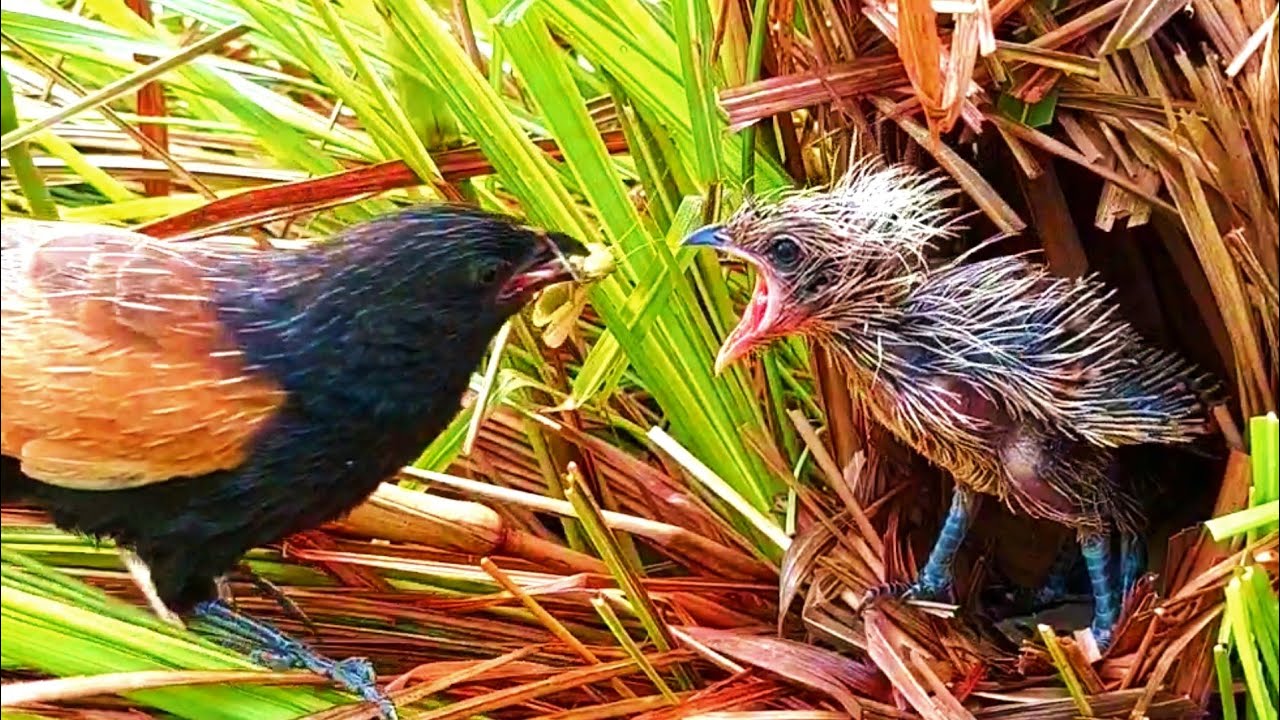 penampakan anak bubut Alang Alang makin dewasa - YouTube