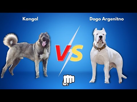 Kangal vs Dogo Argentino | Which is the strongest breed?