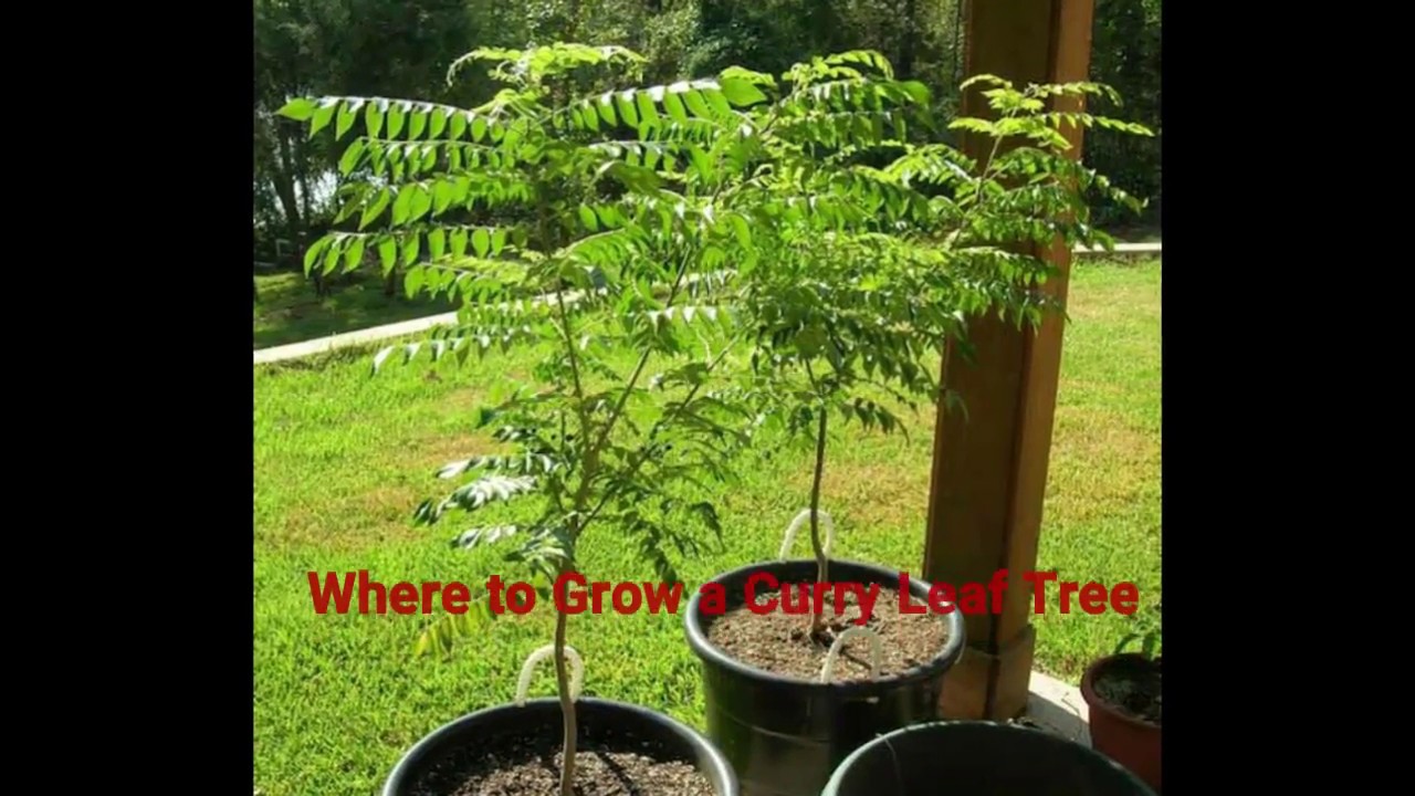 Where To Grow a Curry Leaf Tree - YouTube