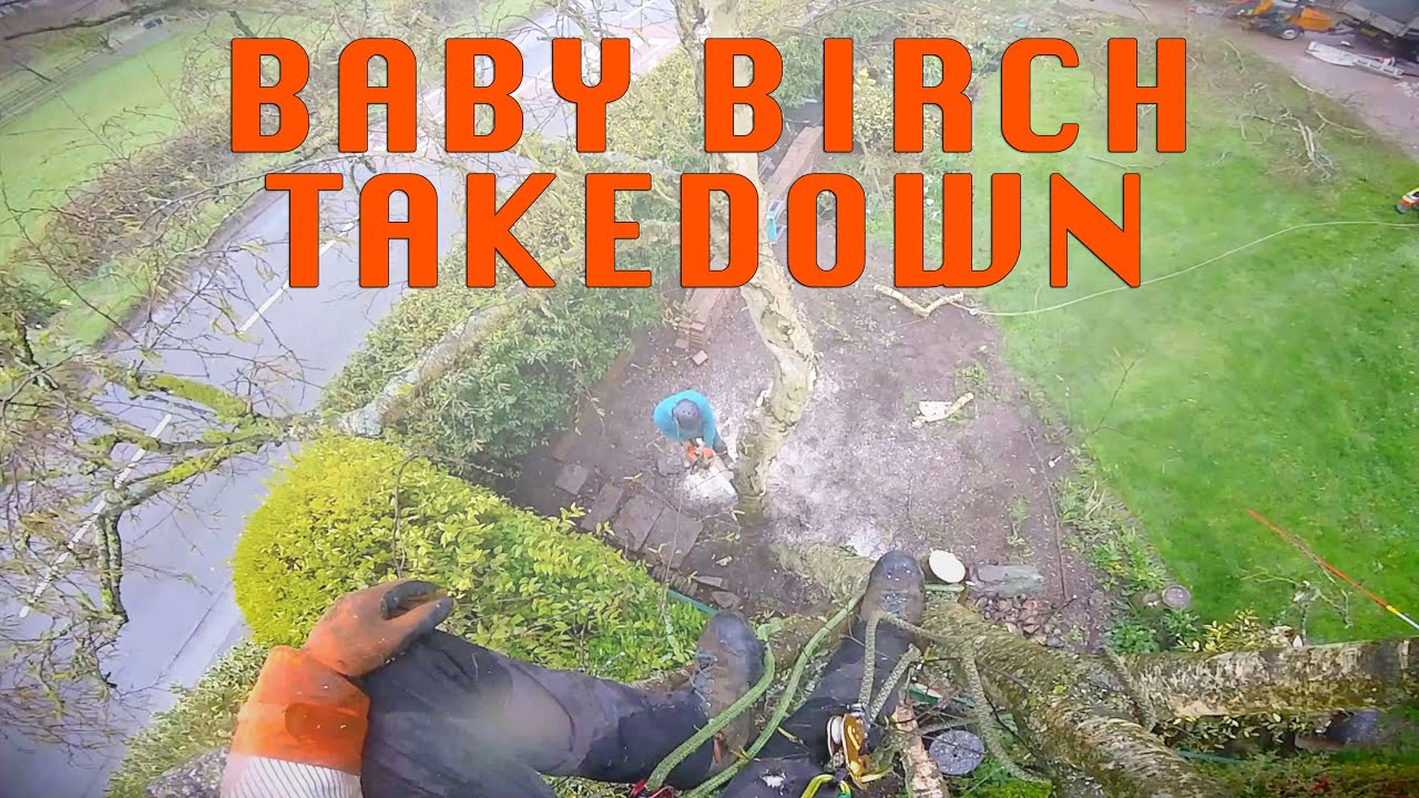 Baby Birch Takedown with Echo 2500T - YouTube