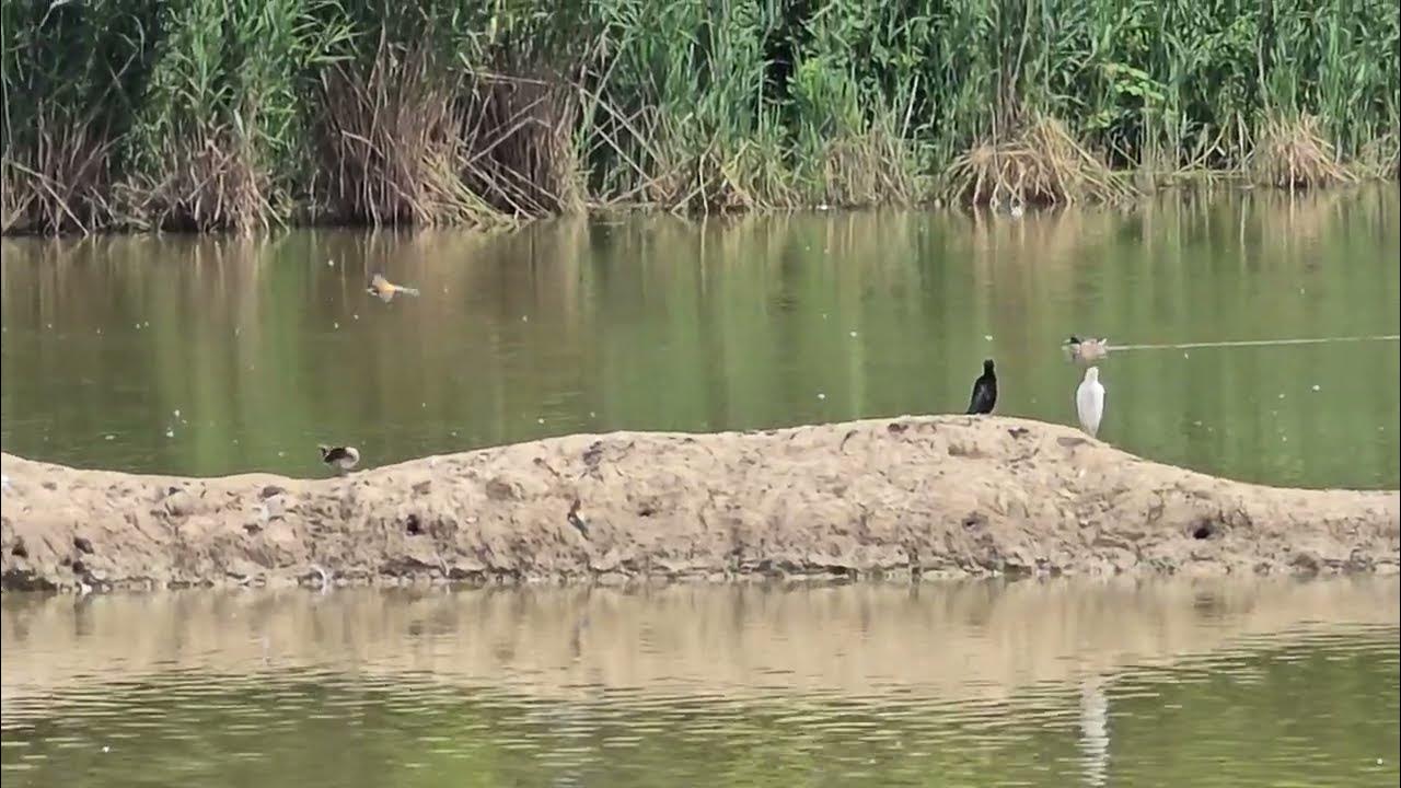 2024-06-14 (I) Naravni rezervat Izliv Soče CORACIIFORMES Merops apiaster ČEBELAR - YouTube