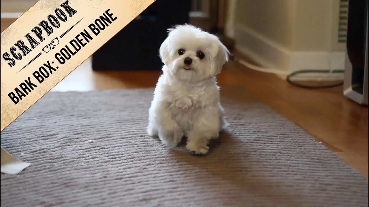 BarkBox Golden Bone Contest - Milo Dreams Of Being A Broadway Star ...