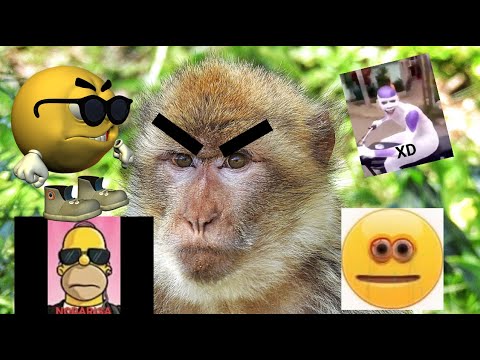 macaco shitpost XD - YouTube