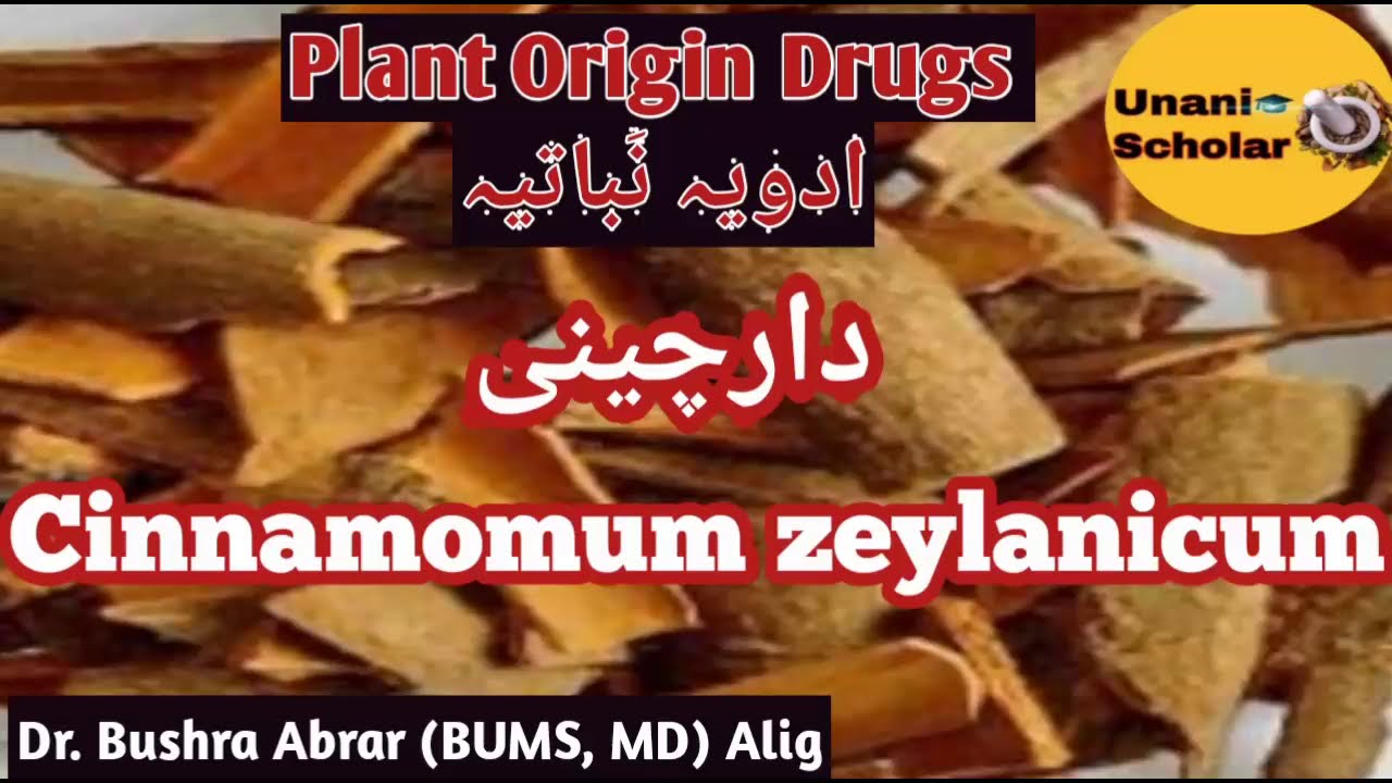 Darchini / دارچینی, Cinnamomum zeylanicum, Plant Origin Drug, Advia ...