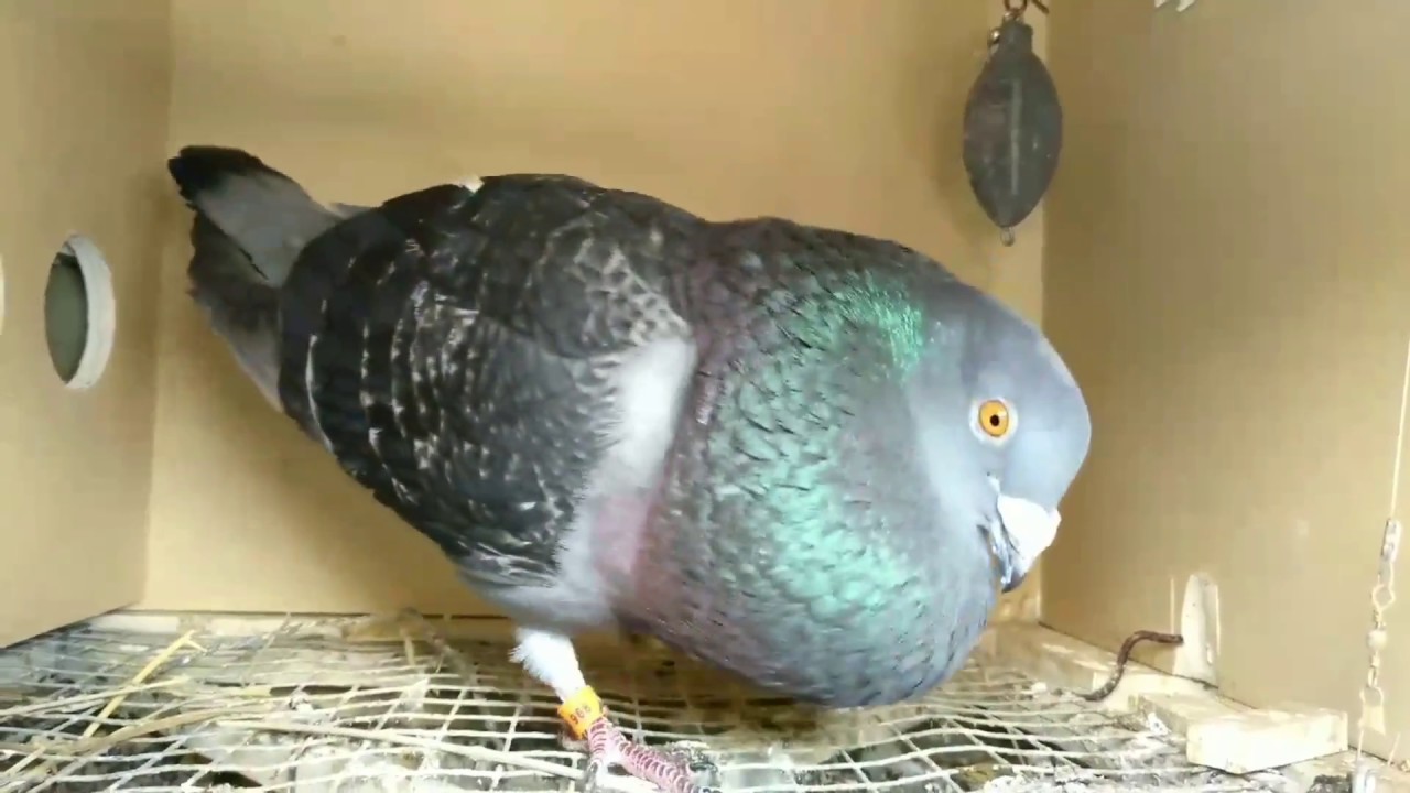 Nuevos palomos valencianos y soltando a mi palomete - YouTube