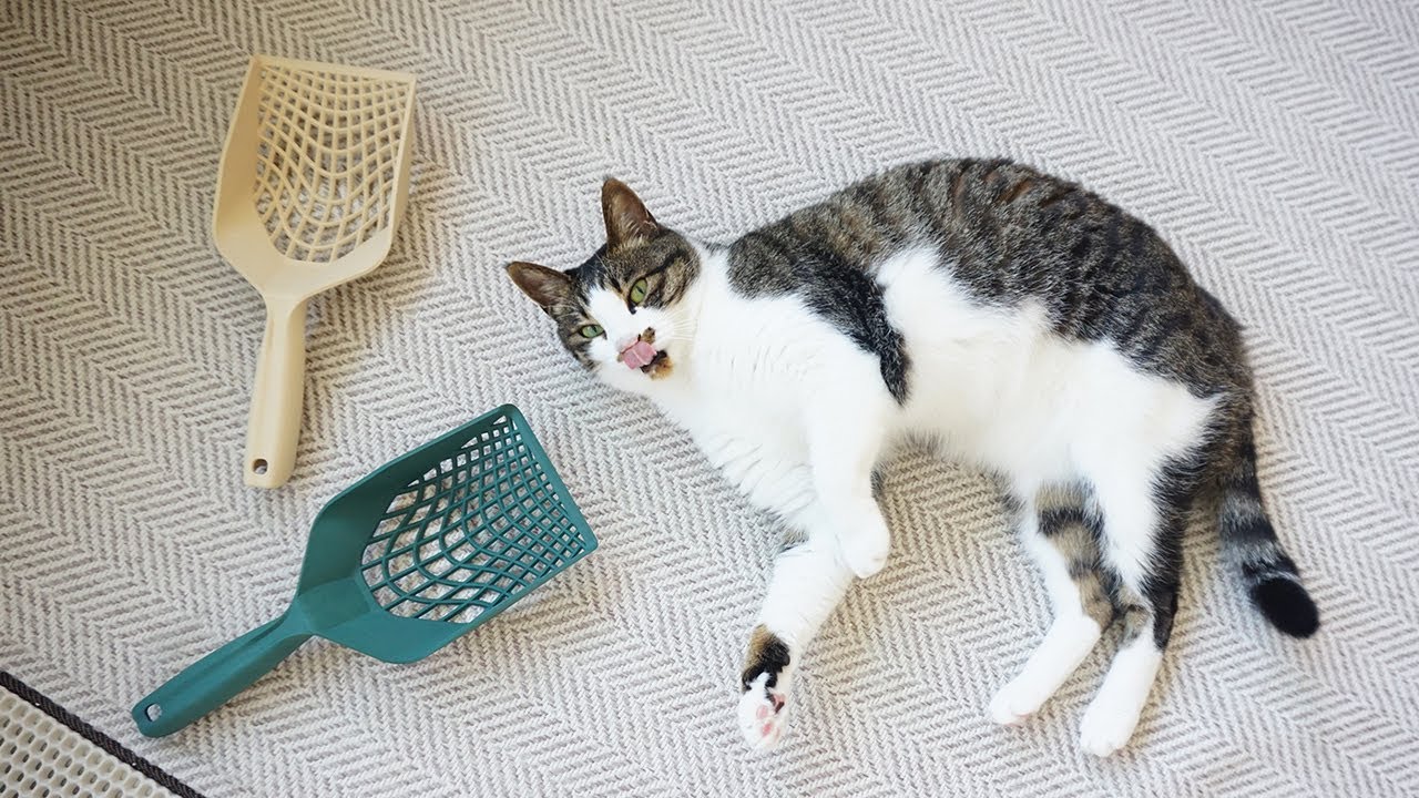 몬도미오펫 고양이모래삽 '스파이더스쿱' SPIDER SCOOP - YouTube