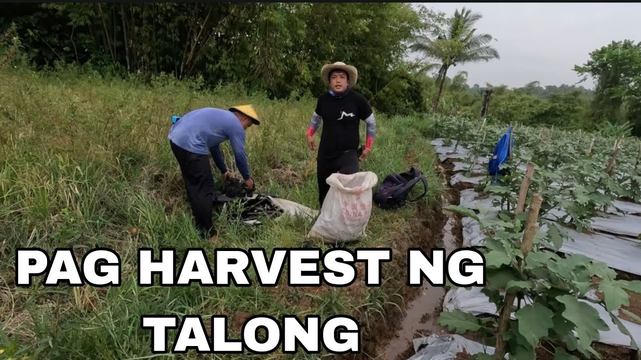 Pag harvest ng talong inabutan na ng gabi Pag deliver ng talong sa ...