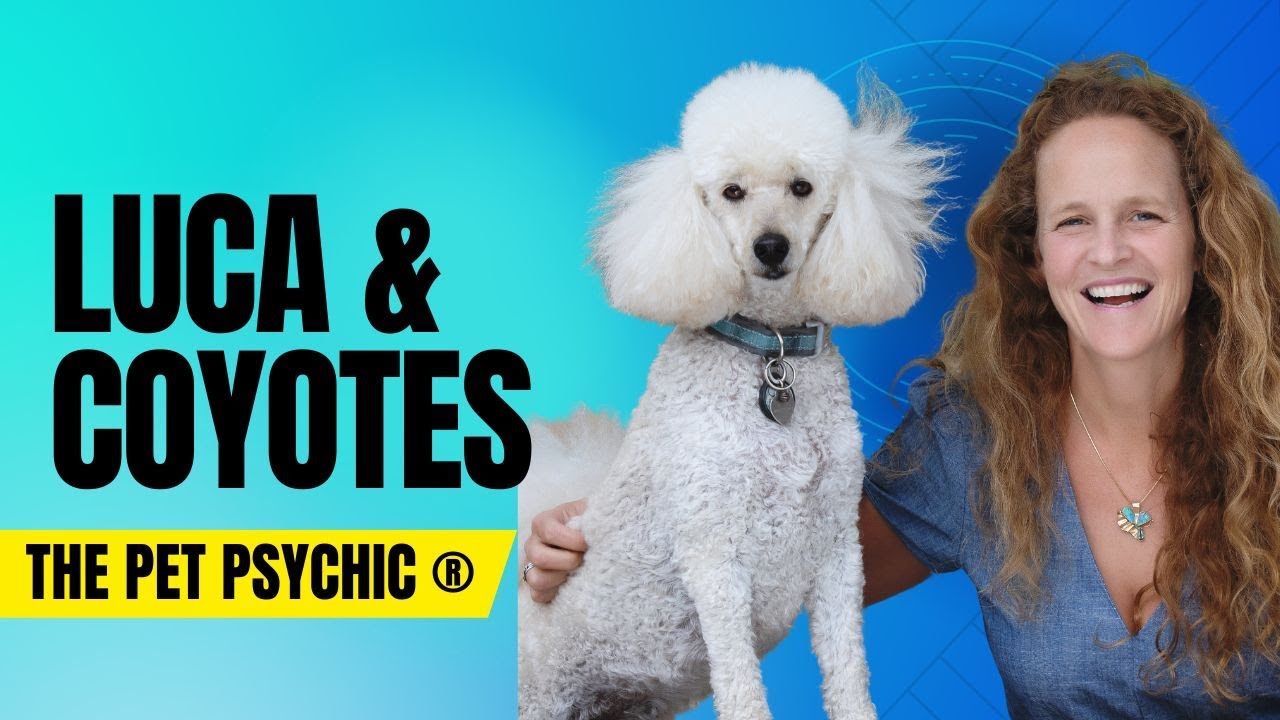 The Pet Psychic ® talks with her dog, Luca about an early morning run ...