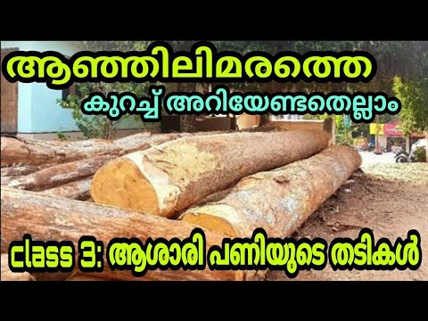 ആഞ്ഞിലിമരത്തെക്കുറിച്ച് അറിയേണ്ടതെല്ലാം /important data about anjili ...