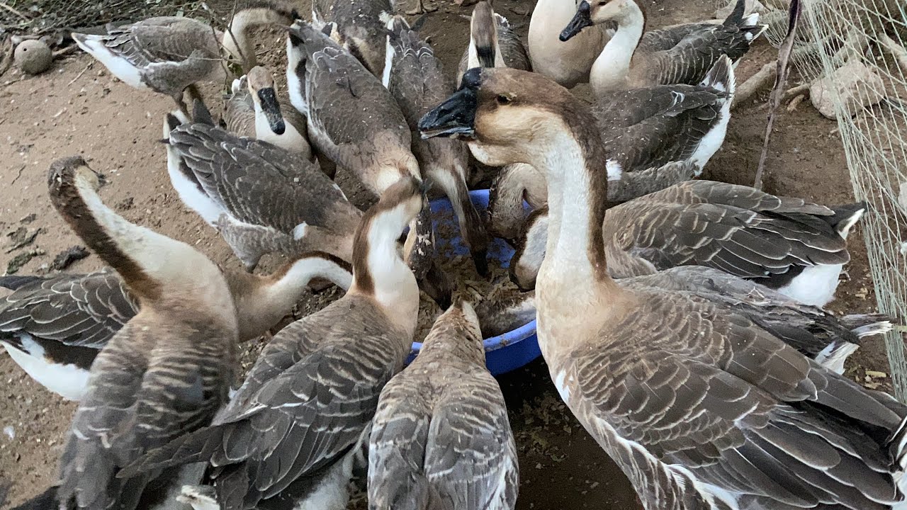 Funny Goose Chasing Babies Compilation | Goose Khmer - YouTube