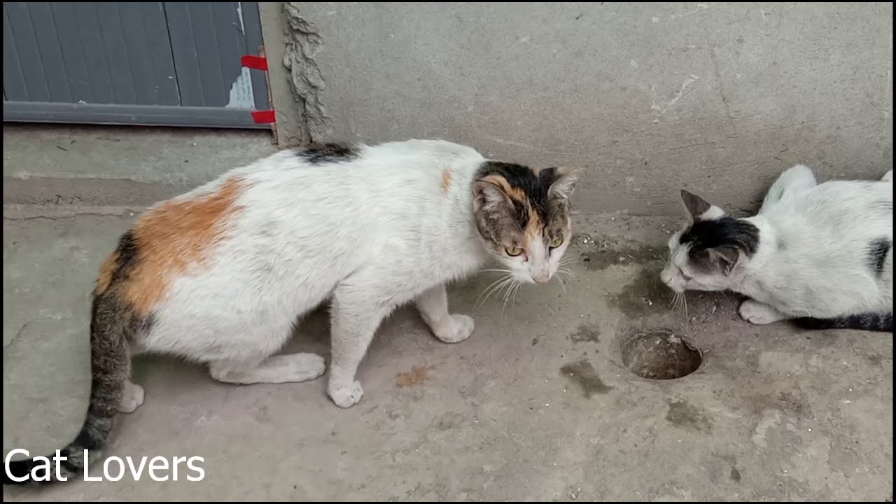 Kitten training by Mom Cat ,How to attack & How to Defend ...I Video by ...