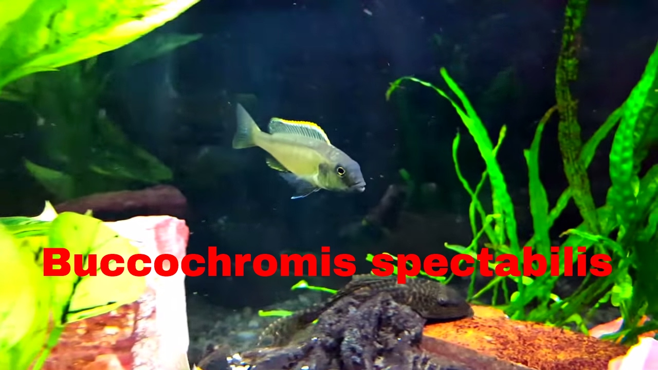 African Cichlids! Buccochromis Spectabilis - YouTube