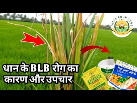 BLB in Paddy/ बैक्टीरियल लीफ ब्लाइट /Bacterial leaf blight/Kocide ...
