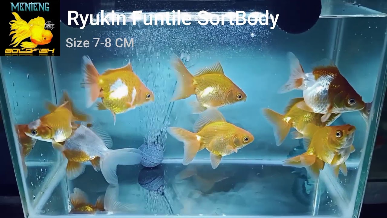 Ikan Mas Koki Ryukin Funtile Sort Body Size 7-8 CM - YouTube